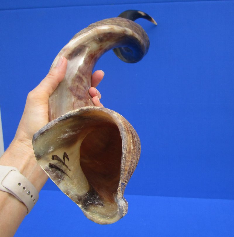 40 inches Large Half-Polished Kudu Horn