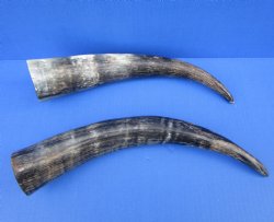 Natural Cow Horns | Cattle Horns | Wholesale | Individually | 6 to 29 ...