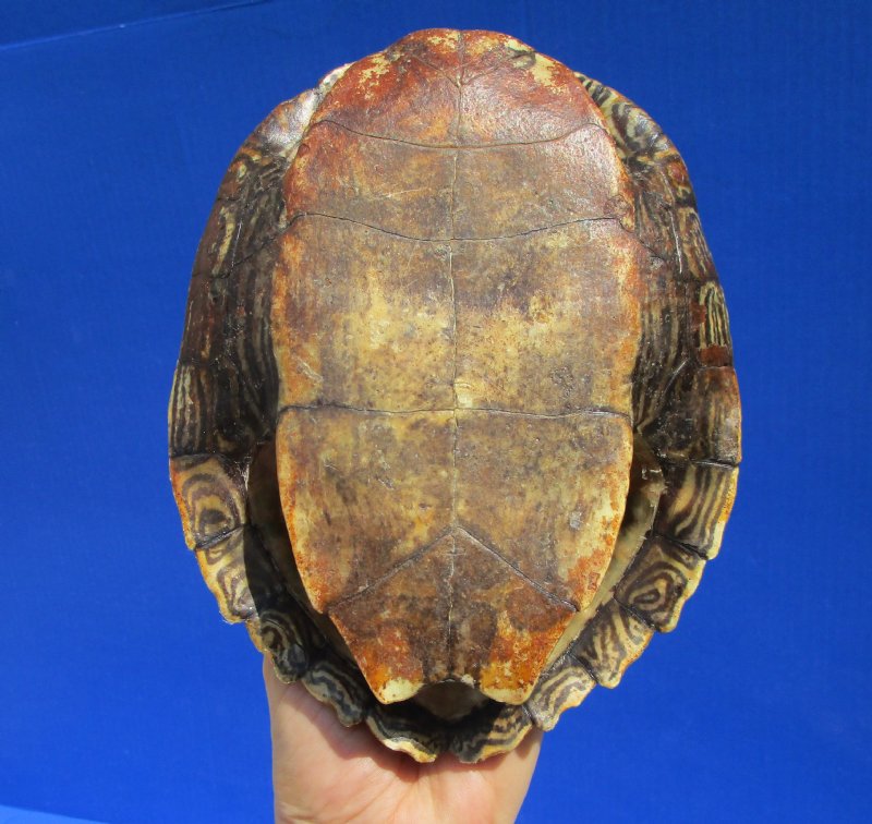 8 by 6-1/4 inches Large Authentic Map Turtle Shell