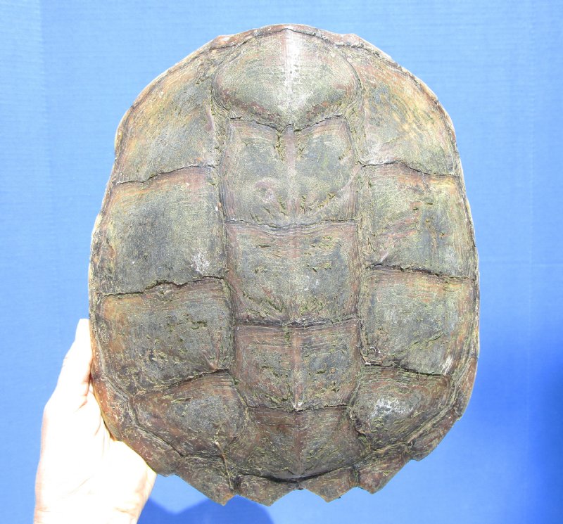 11-1/2 inches Real Common Snapping Turtle Shell for Sale