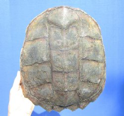 Real Snapping Turtle Shells Individually and Wholesale