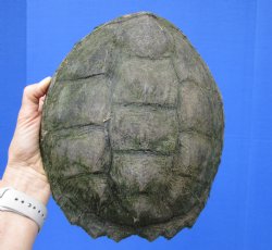 Real Snapping Turtle Shells Individually and Wholesale