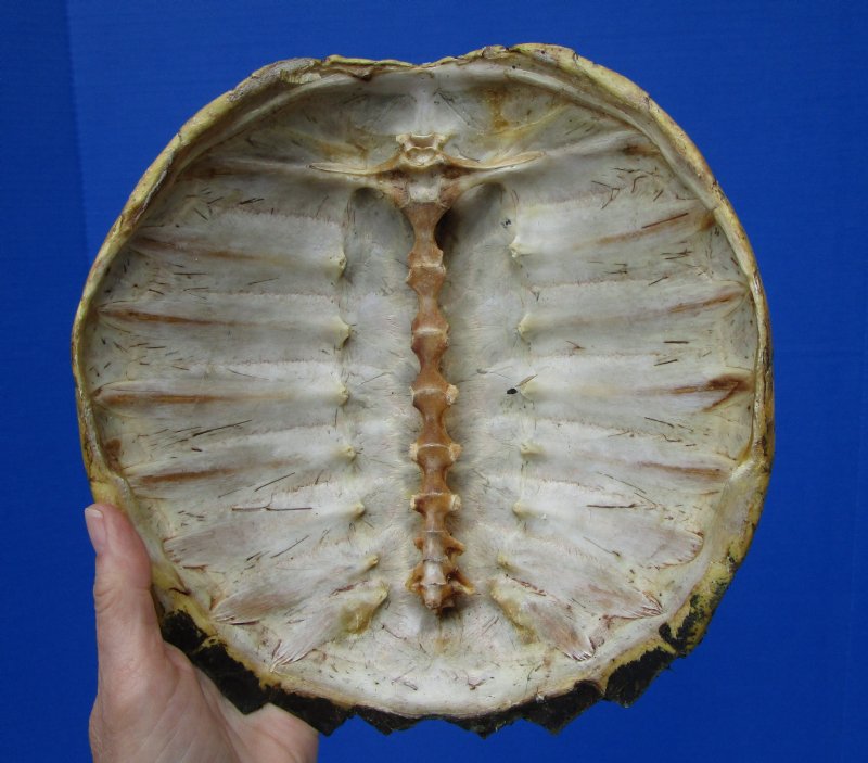 9-1/2 inches Real Common Snapping Turtle Shell for Sale