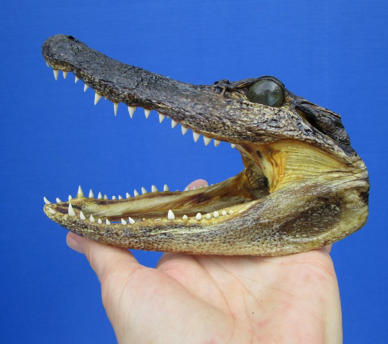5-1/2 inches Small Taxidermy Alligator Head Souvenir