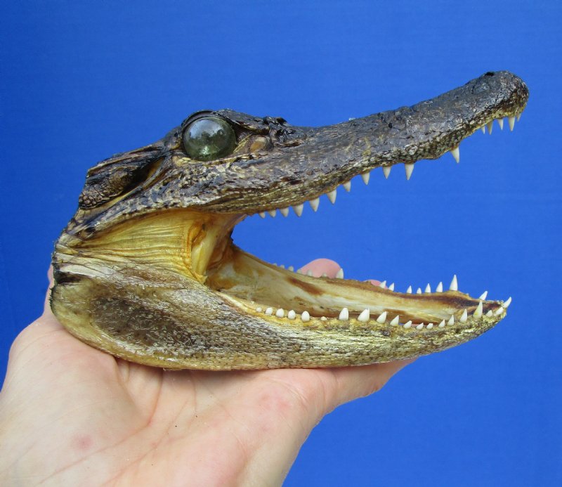 5-1/2 inches Small Taxidermy Alligator Head Souvenir