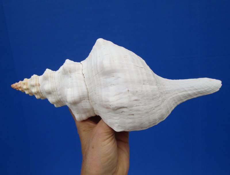 Florida Horse Conch Shell Horse Conchs, Spindles And Tulip Shells Of