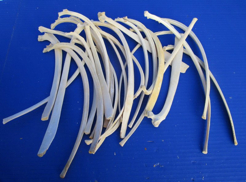 25 Wild Boar Rib Bones 8 to 13-1/2 inches