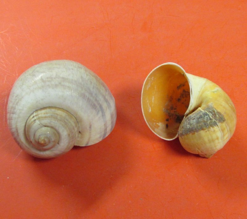 2 to 2-1/2 inches Pila Globosa Shells | Apple Snails