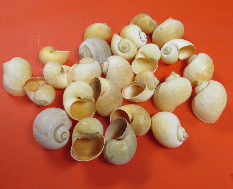 2 to 2-1/2 inches Pila Globosa Shells | Apple Snails