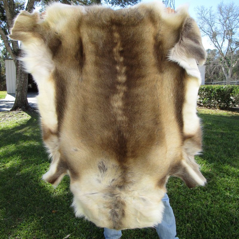 Authentic Reindeer Hide, Skin with Light Fur
