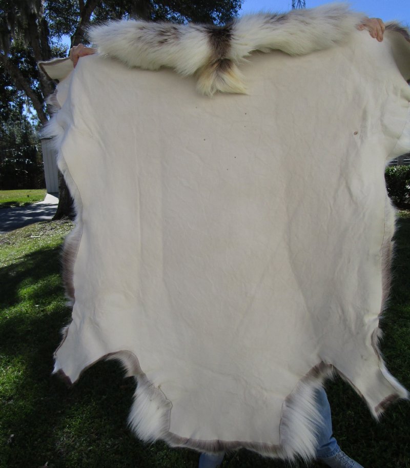 Authentic Reindeer Hide, Skin with Light Fur