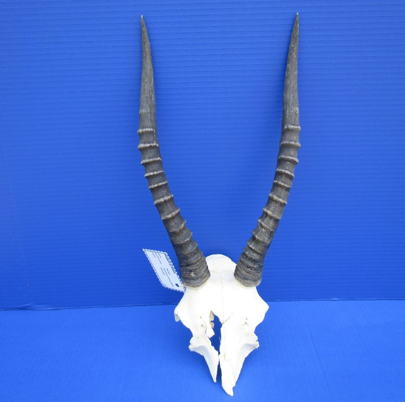 Female Blesbok Skull Plate with 13 inches Horns | Grade B