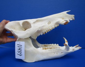 13 inches Huge Georgia Wild Boar Skull, Wild Hog Skull for Sale