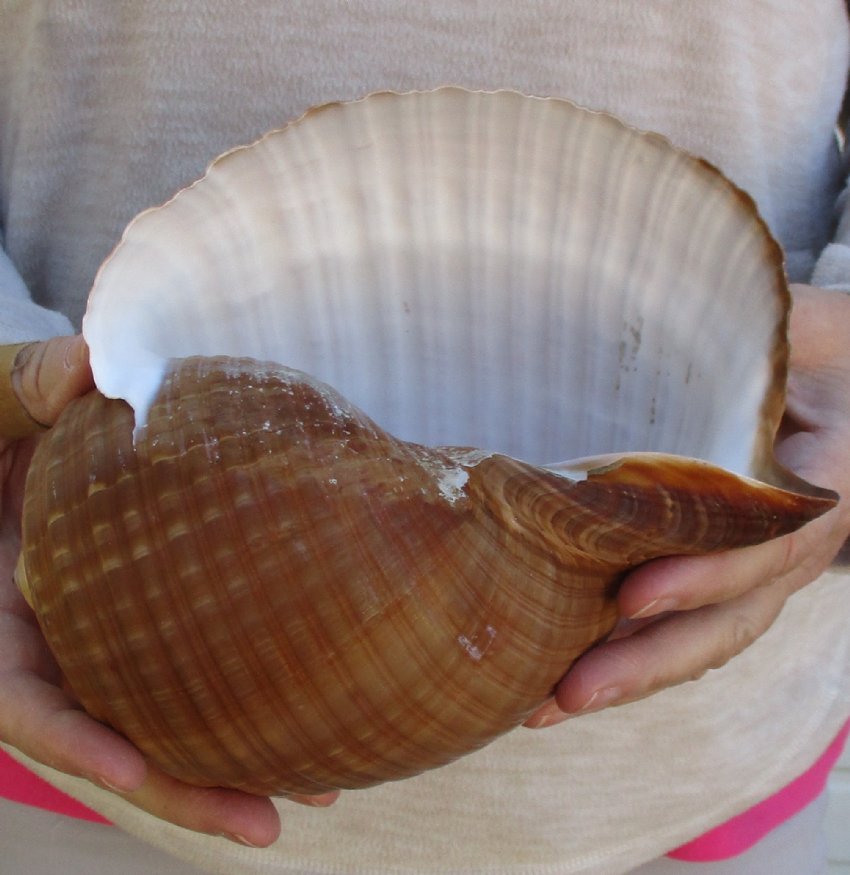 7 inches large tonna olearium, tonna galea, giant tun shell for sale ...