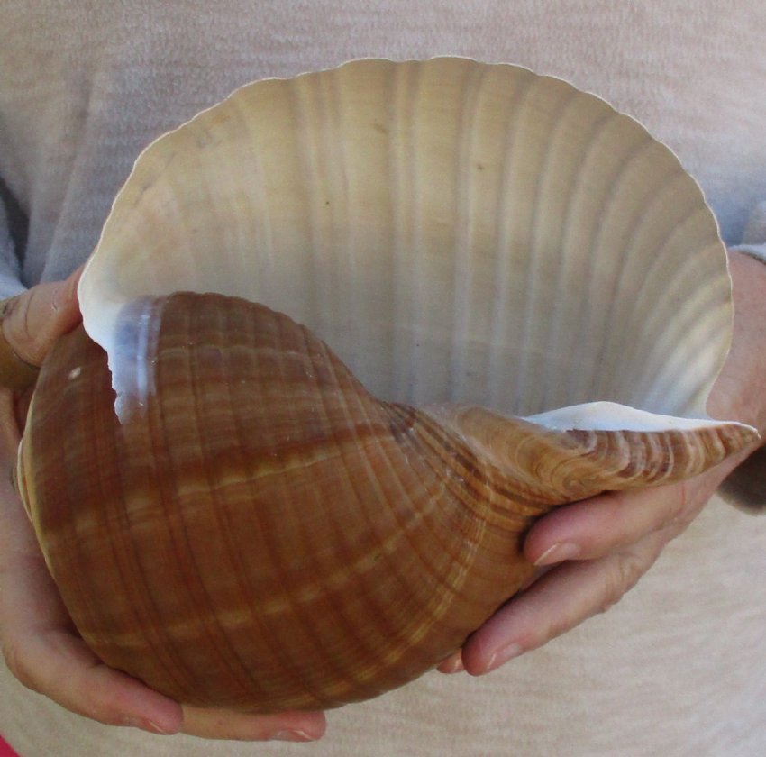 7 inch tonna olearium, tonna galea, giant tun shell for sale $10.99