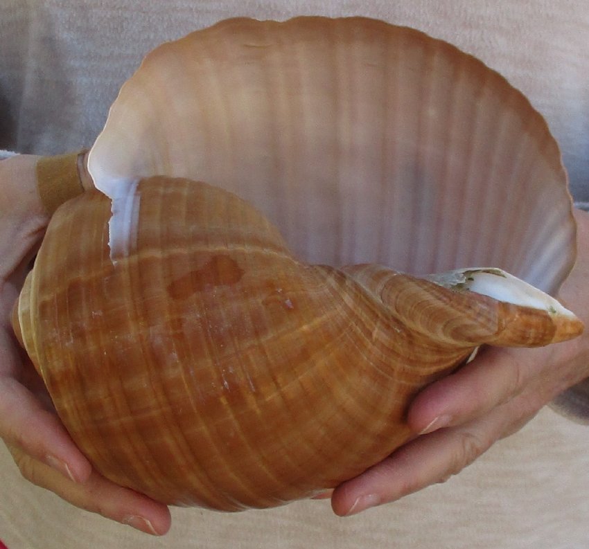 7 inches large tonna olearium, tonna galea, giant tun shell for sale