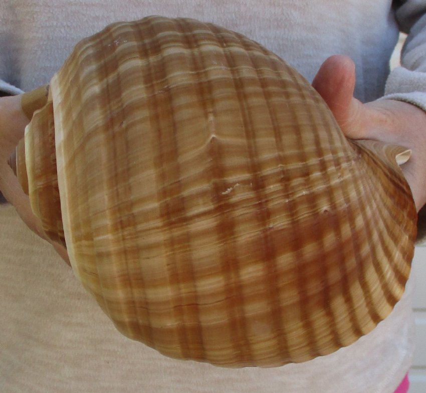 8 inches large tonna olearium, tonna galea, giant tun shell for sale