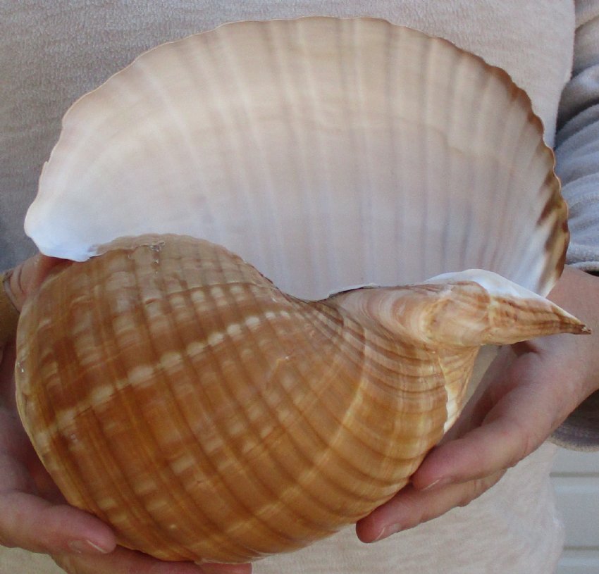 8 inches large tonna olearium, tonna galea, giant tun shell for sale