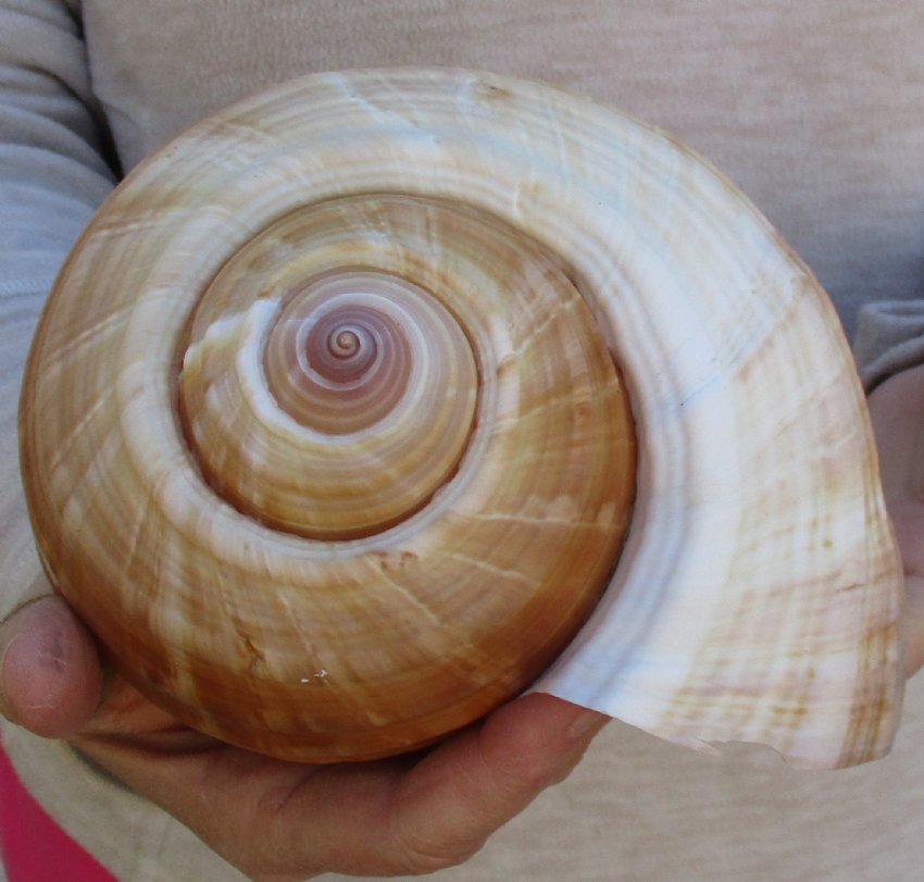 8 inches large tonna olearium, tonna galea, giant tun shell for sale
