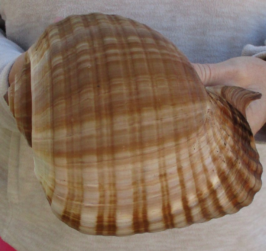 7 inches large tonna olearium, tonna galea, giant tun shell for sale