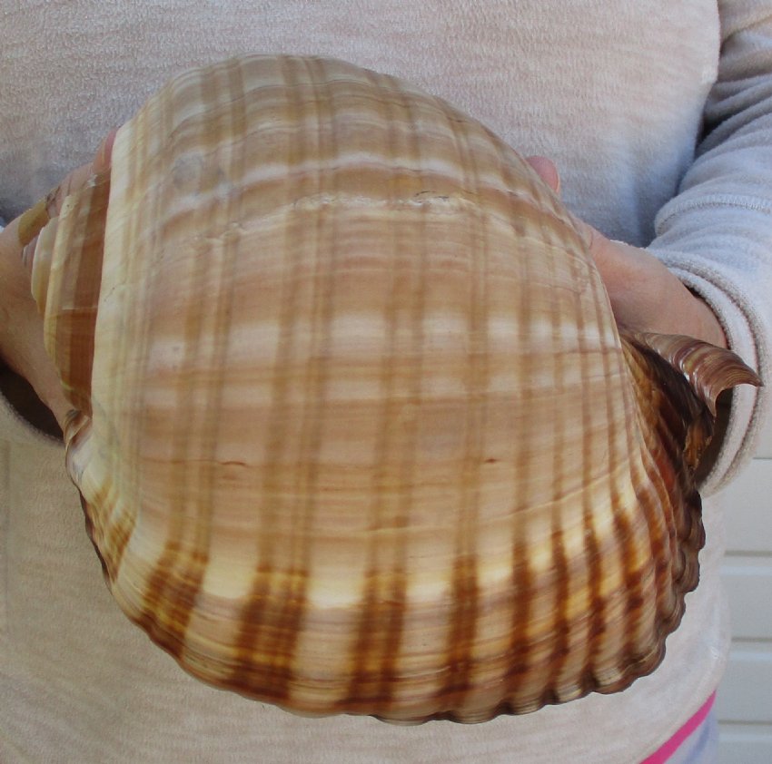 8 inches large tonna olearium, tonna galea, giant tun shell for sale