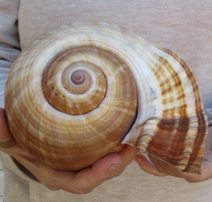 8 inches large tonna olearium, tonna galea, giant tun shell for sale