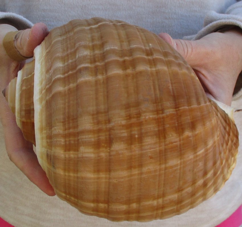 8 inches large tonna olearium, tonna galea, giant tun shell for sale