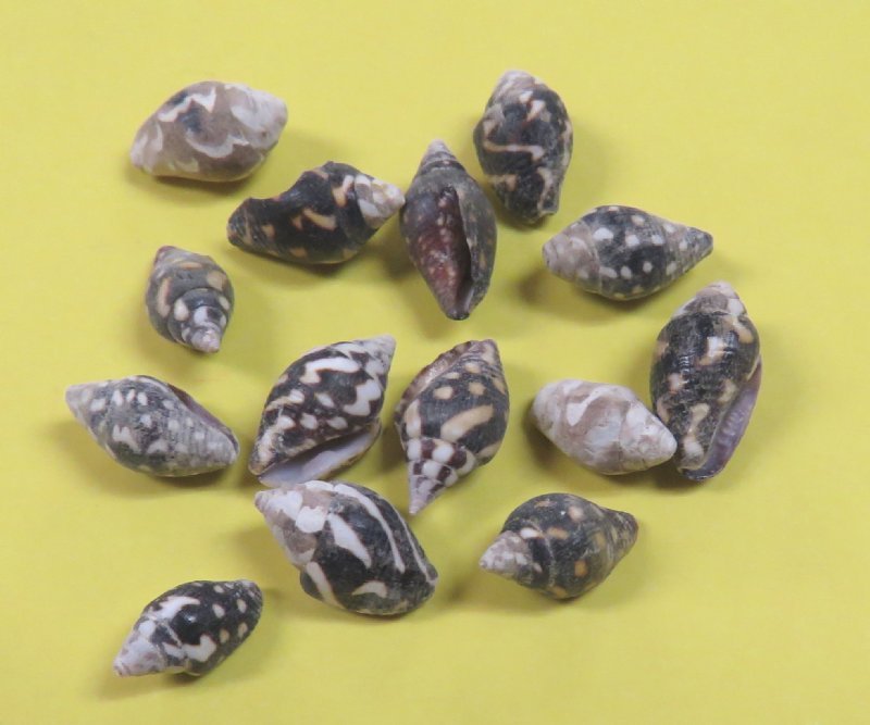 6 pounds (1 gallon) Tiny Black Nassarius Snail Shells for Sale 1/4 to 3 ...