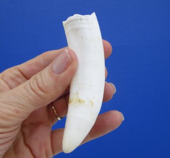 3-5/8 inches Authentic Large Alligator Tooth | Sale $24.99