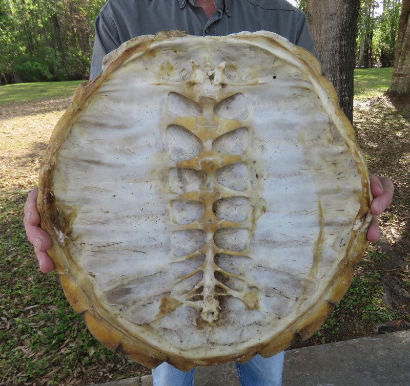 14 by 13 Large Snapping Turtle Shell for Crafts for $34.99