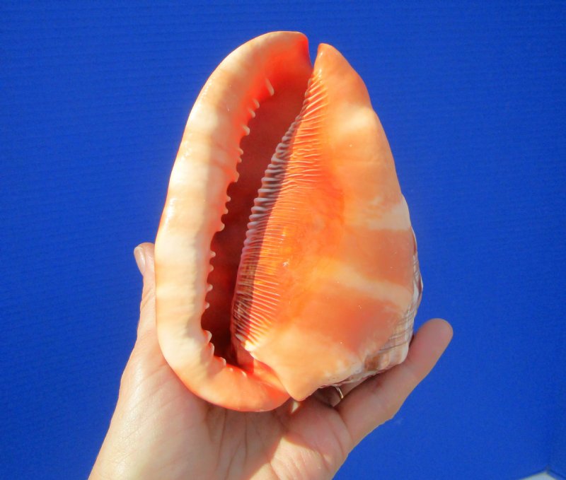 Red Cameo Bullmouth Helmet Shell | 5-3/4 inches | $12.99