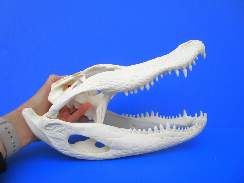 13-1/2 inches Florida Alligator Skull | Beetle Cleaned | $114.99