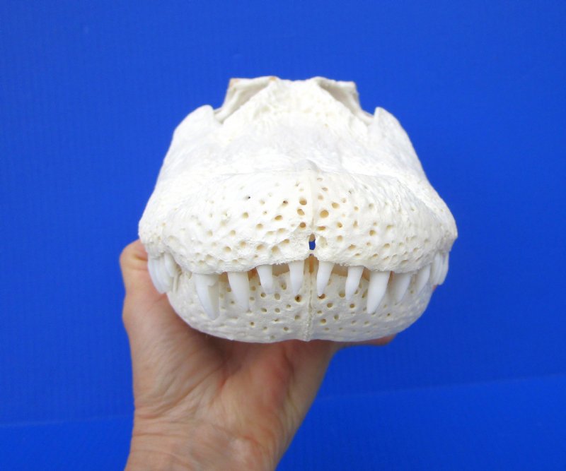 13-1/2 inches Florida Alligator Skull | Beetle Cleaned | $114.99