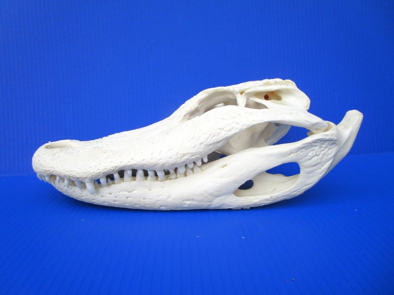 13-1/2 inches Florida Alligator Skull | Beetle Cleaned | $114.99