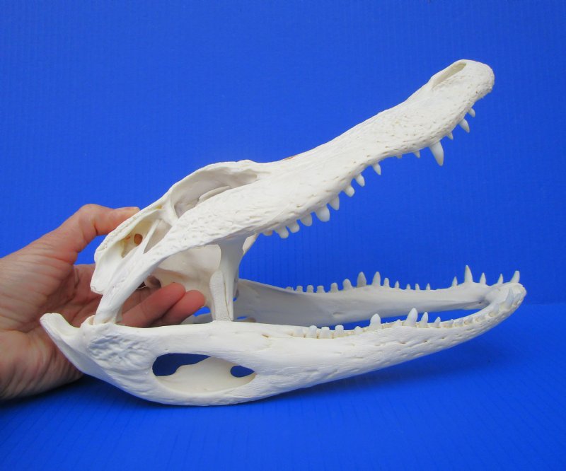 11-1/4 inches Florida Alligator Skull | Grade A | Beetle Cleaned