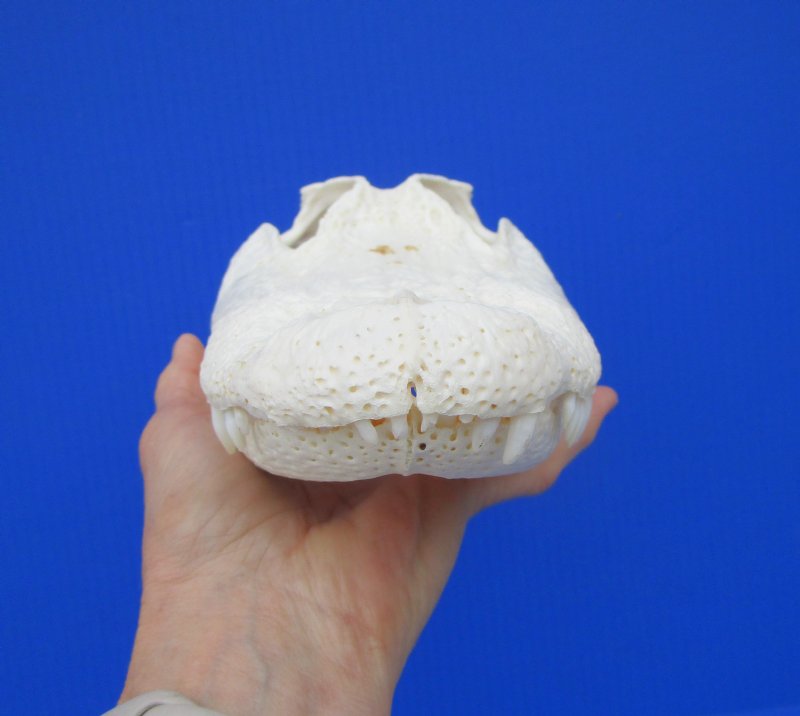 11-1/4 inches Florida Alligator Skull | Grade A | Beetle Cleaned