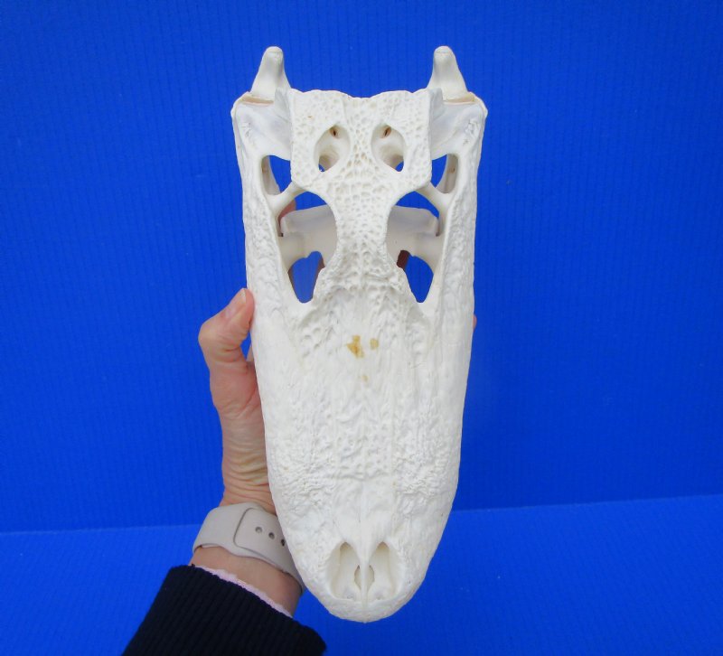 11-1/4 inches Florida Alligator Skull | Grade A | Beetle Cleaned