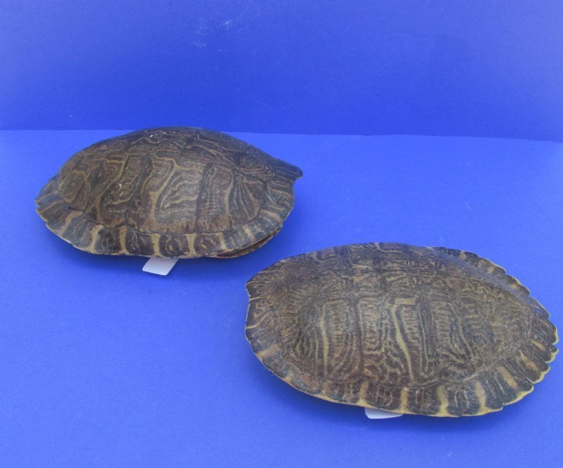 Wholesale Large River Cooter Turtle Shells | 10 inches