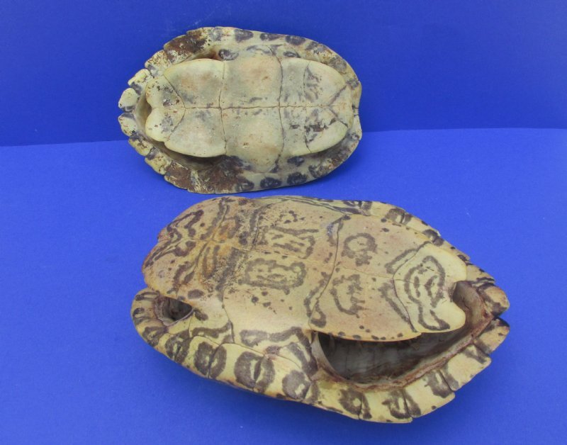 Wholesale Large River Cooter Turtle Shells | 10 inches