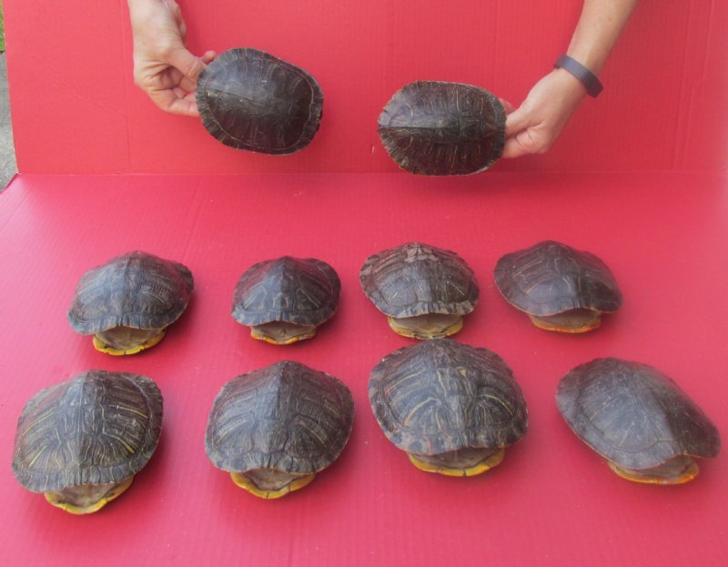 5 to 5-3/4 inches Authentic Empty Red Eared Slider Turtle Shells for Crafts