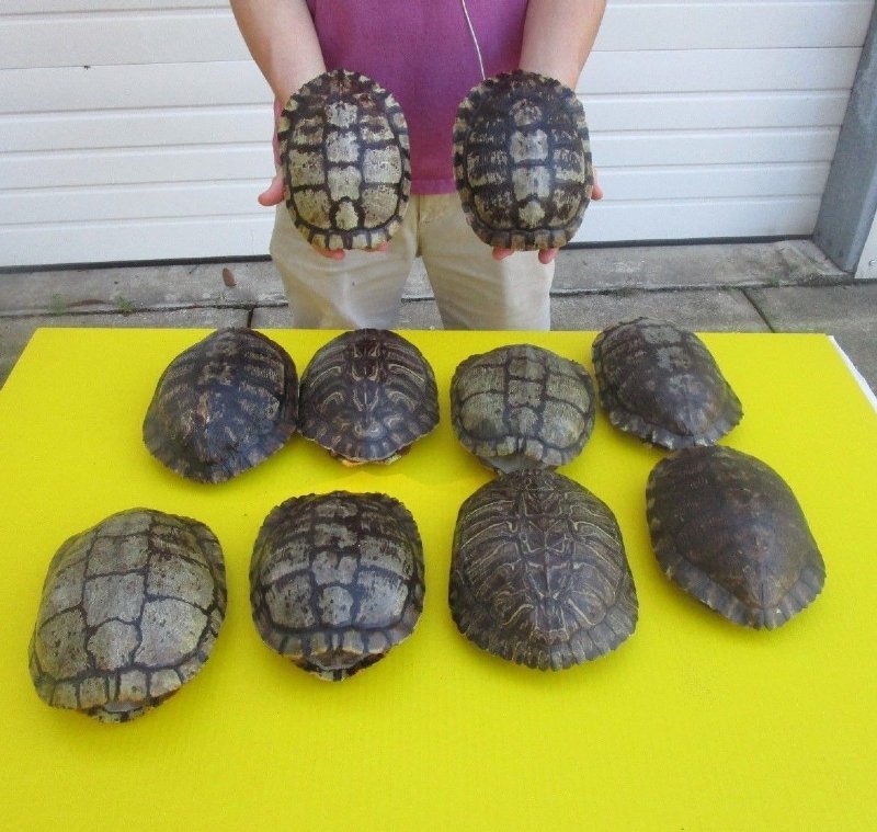 7 inches Red Eared Slider Turtle Shells for Sale