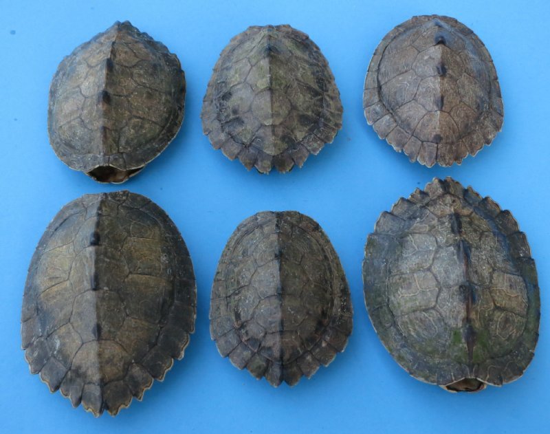 3 to 4-7/8 inches Empty Map Turtle Shell for $15.55
