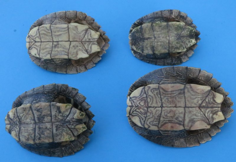 3 to 4-7/8 inches Empty Map Turtle Shell for $15.55