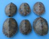 Real Map Turtle Shells for Sale - Empty turtle Shells for Crafts