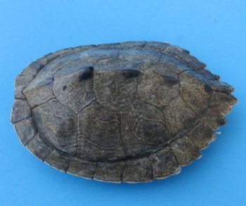 3 to 4-7/8 inches Empty Map Turtle Shell for $15.55