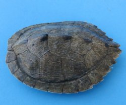 Map Turtle Shell | Wholesale | Individually | Map Turtle Shells