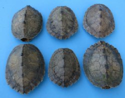 Map Turtle Shell | Wholesale | Individually | Map Turtle Shells