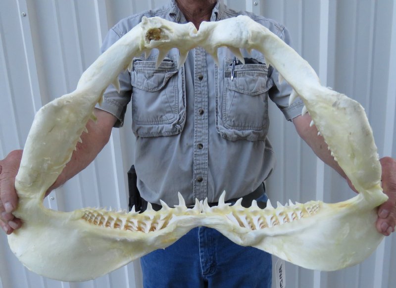 23 inches Large Mako Shark Jaw for sale