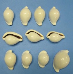 Wholesale Seashells | Bulk Seashells | 1/2 to 14 | Shells By The Case