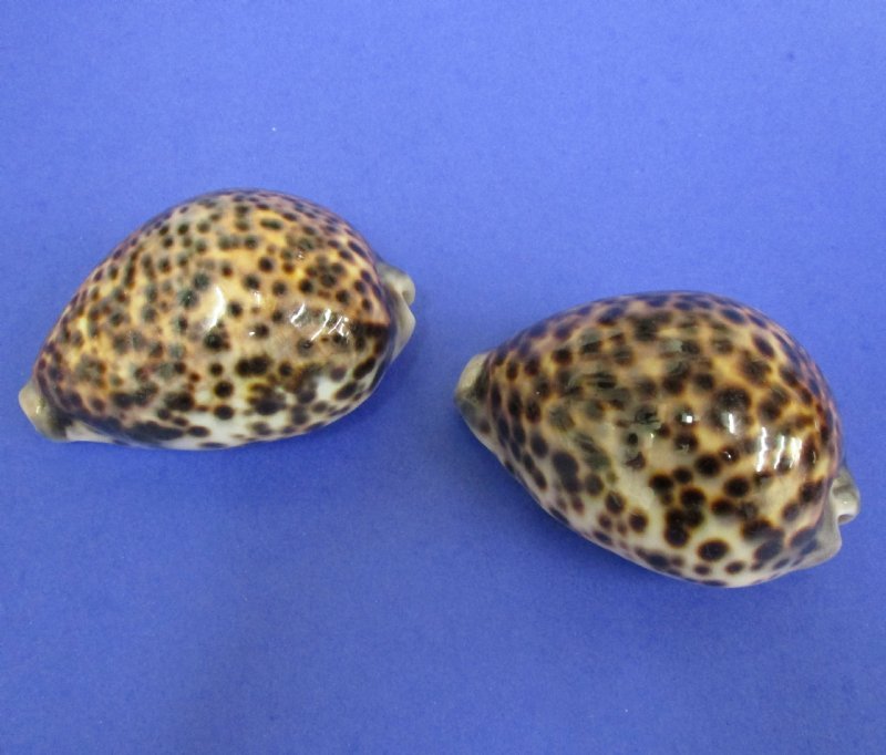 4 to 4-1/2 inches Extra Large Tiger Cowrie Shells for Sale